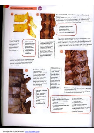 Atlas de anatomie | PDF