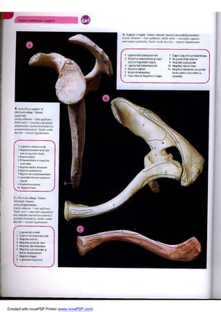 Atlas de anatomie | PDF