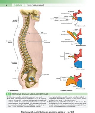 Atlas de anatomie grant pdf online | PDF