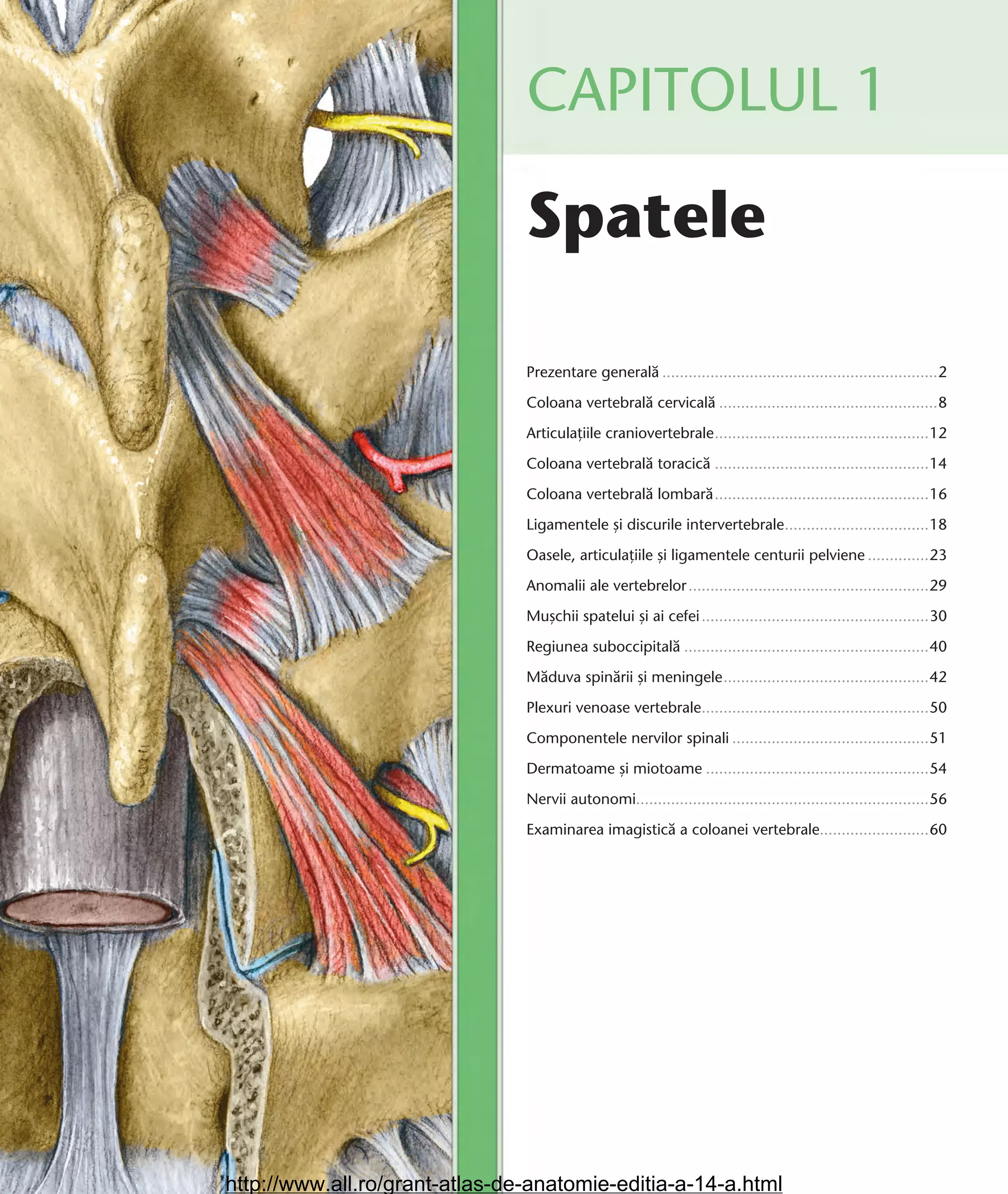 Atlas de anatomie grant pdf | PDF