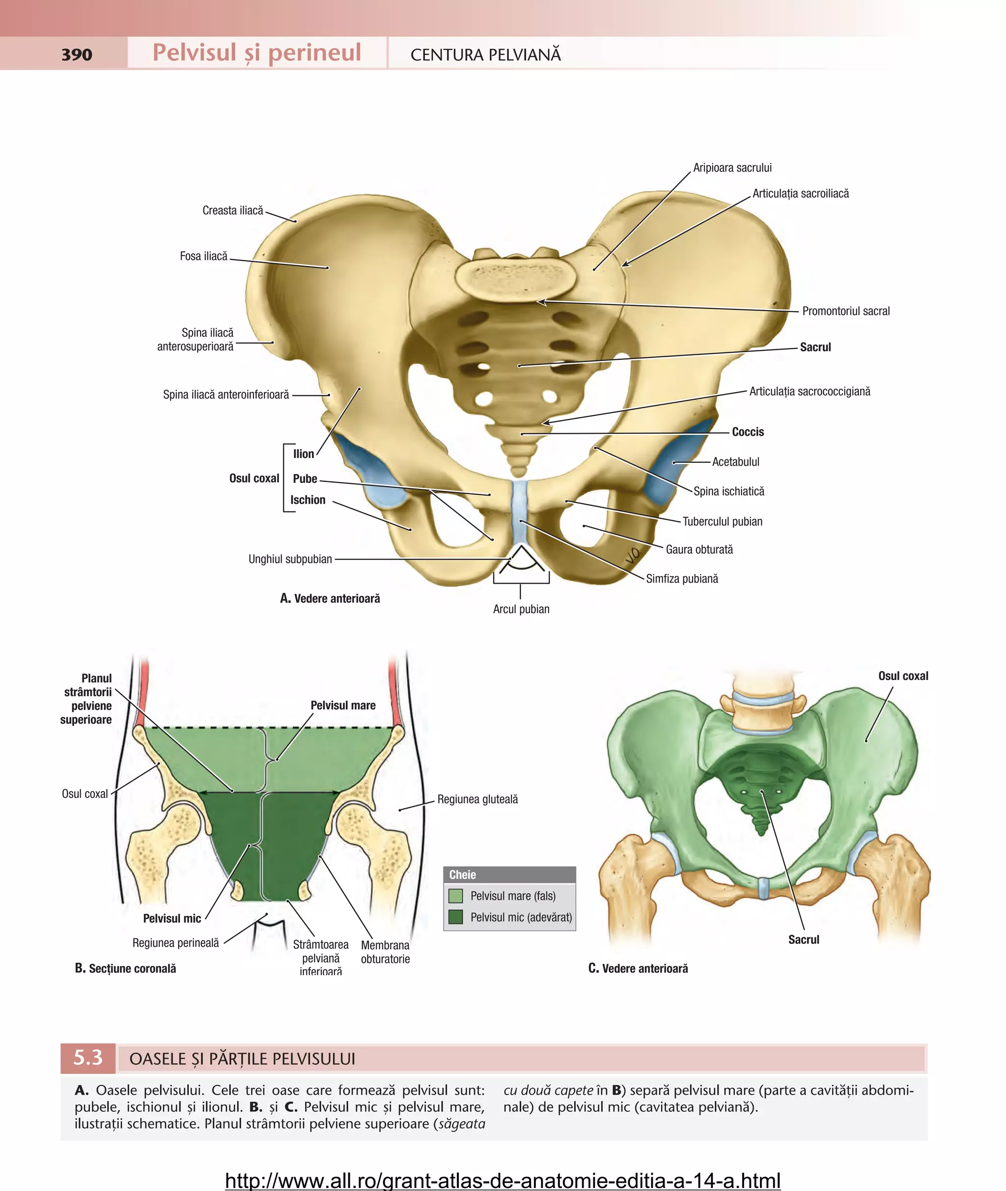 Atlas de anatomie grant pdf | PDF