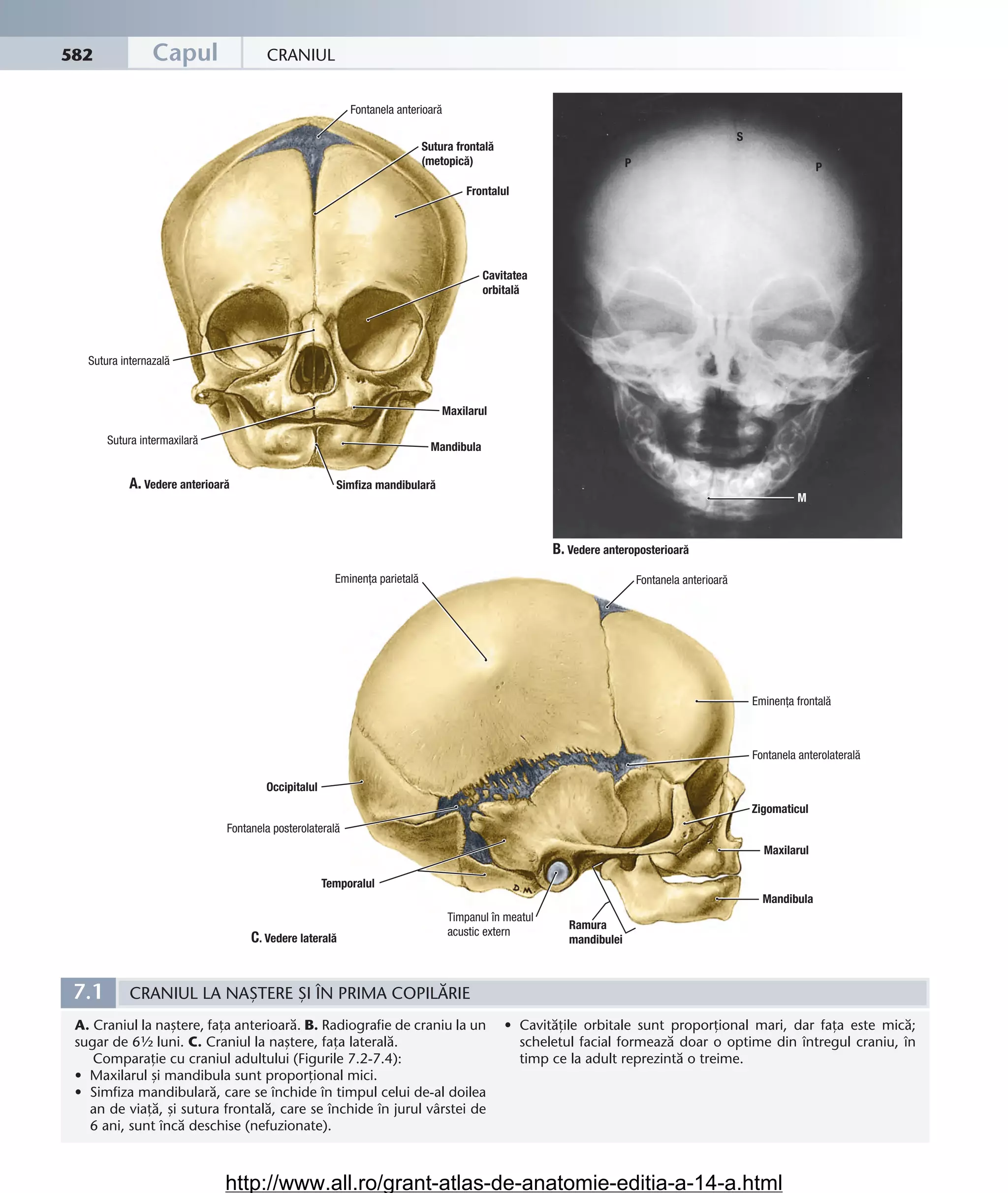 Atlas de anatomie grant pdf | PDF