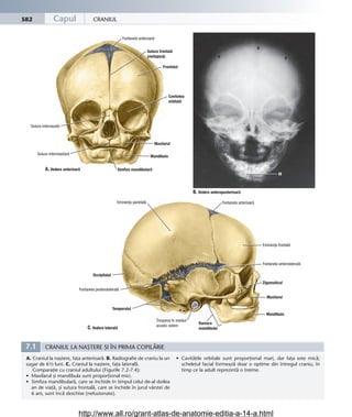 Atlas de anatomie grant pdf | PDF