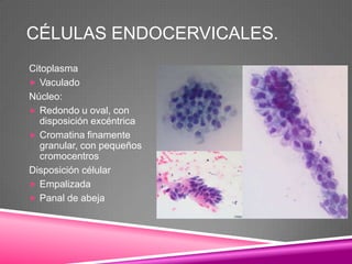 Atlas de citología ginecológica benigna | PPTX