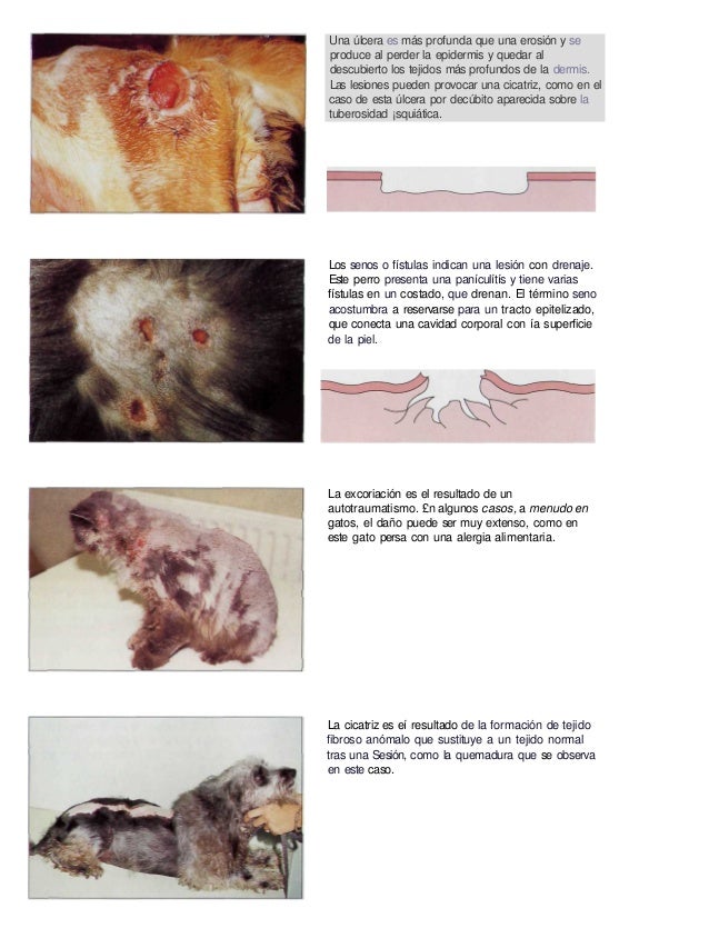 Atlas de enfermedaes de piel en perro y gato