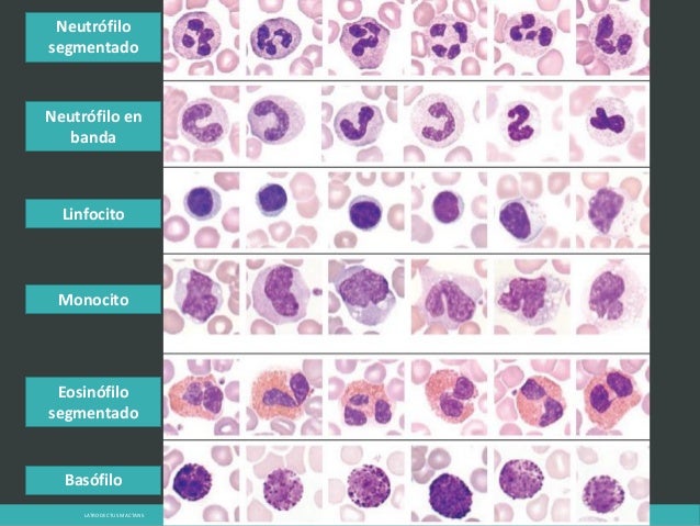 Atlas de hematología