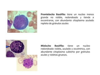 Atlas de Hematología para estudiantes univbersitarios.pdf