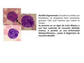 Atlas de Hematología para estudiantes univbersitarios.pdf