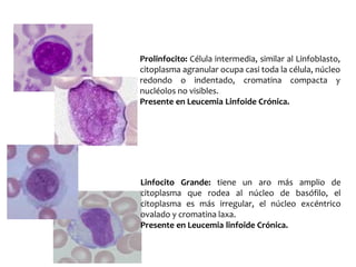 Atlas de Hematología para estudiantes univbersitarios.pdf