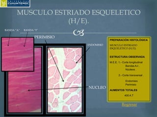 Atlas de histologia | PPTX