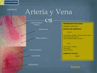 Atlas de histologia | PPTX