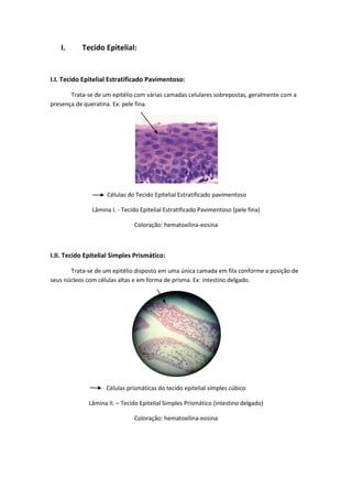 Atlas de histologia | PDF