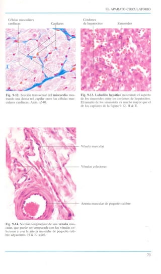 Atlas de histologia, geneser | PDF