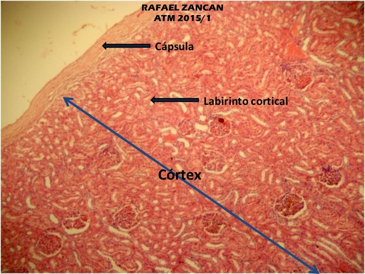 Atlas de histologia médica ii