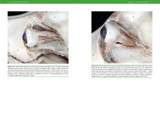 Atlas de los musculos del perro -verso-espanhol---2018.o.pdf