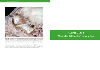 Atlas de los musculos del perro -verso-espanhol---2018.o.pdf