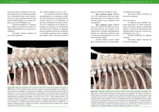 Atlas de los musculos del perro -verso-espanhol---2018.o.pdf