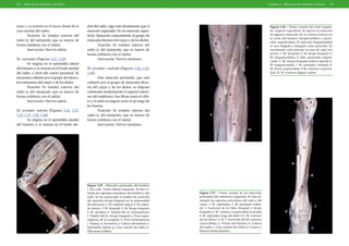 Atlas de los musculos del perro -verso-espanhol---2018.o.pdf