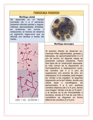 Atlas de Micologia | PDF