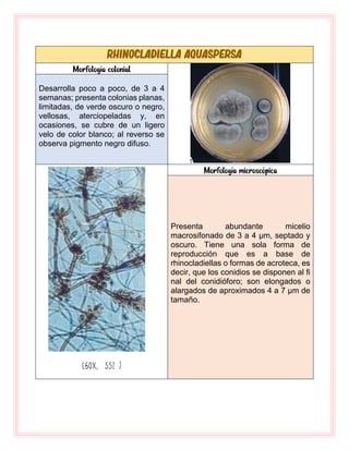 Atlas de Micologia | PDF