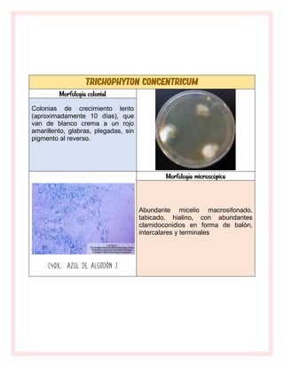 Atlas de Micologia | PDF