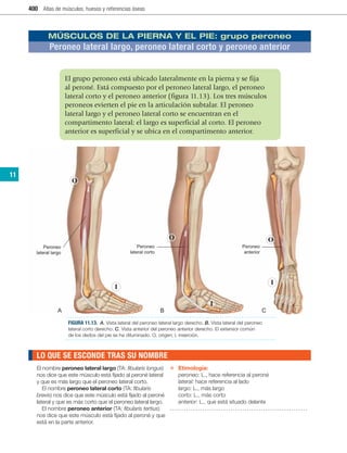 Atlas_de_Músculos,_Huesos_y_Referencias_Oseas_Muscolino_1ra_Ed.pdf