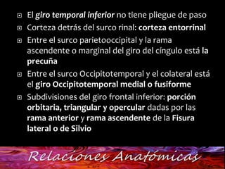 Atlas de neuroanatomía parcial 1 | PPTX