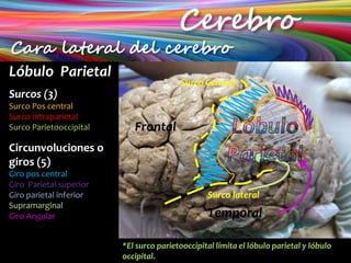Atlas de neuroanatomía parcial 1 | PPTX