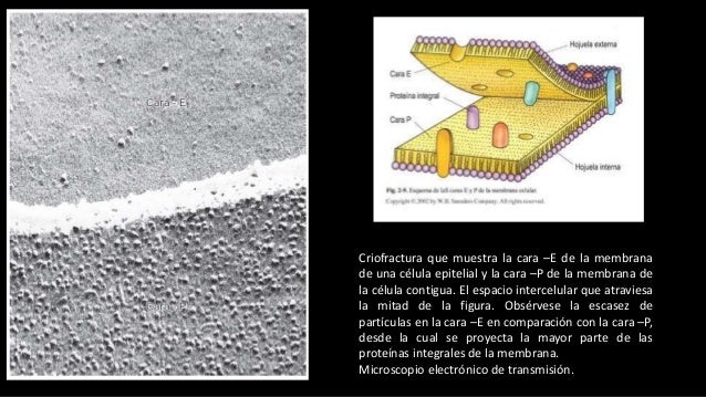 Atlas de organelos