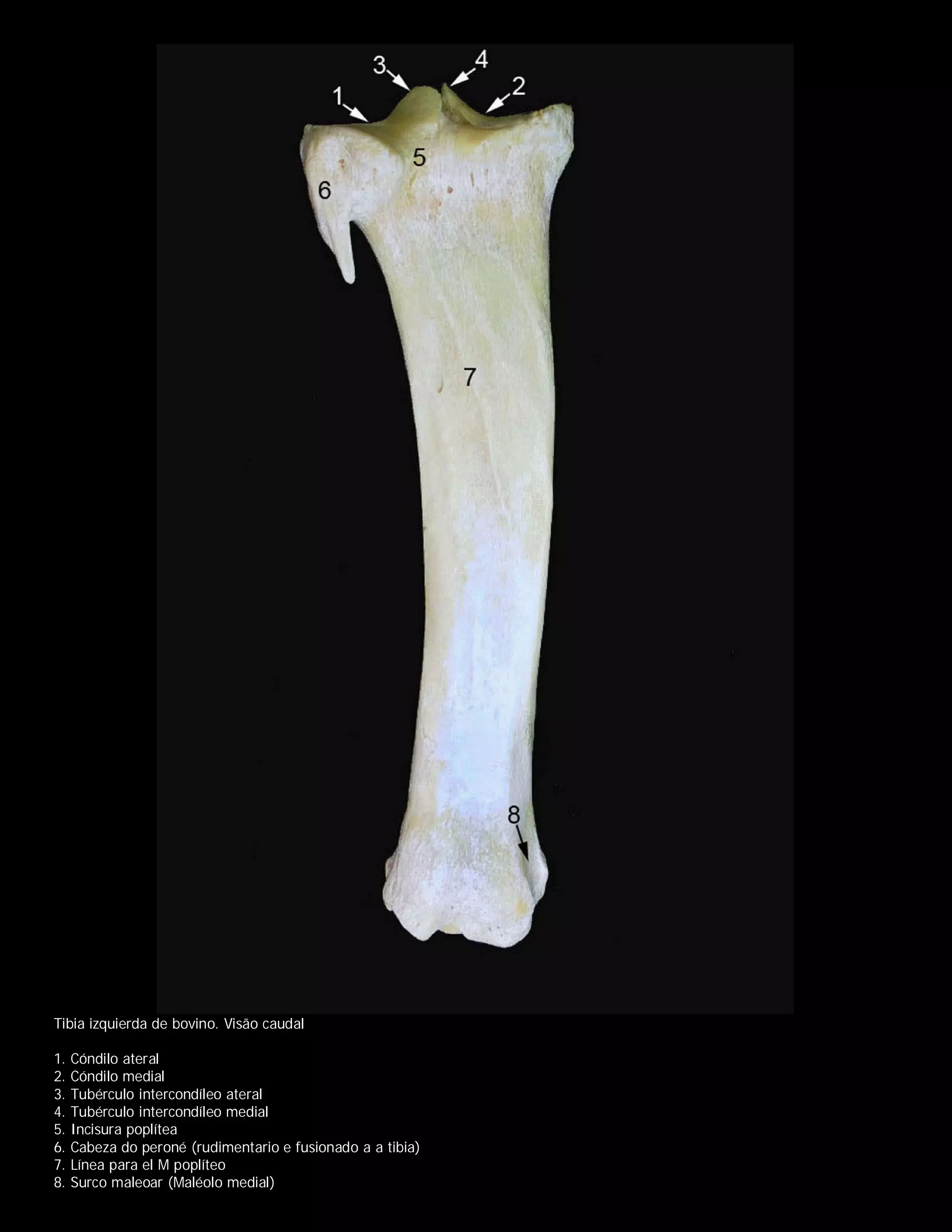 Osteologia dos Animais Domésticos | PDF