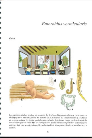 Atlas de parasitología | PDF
