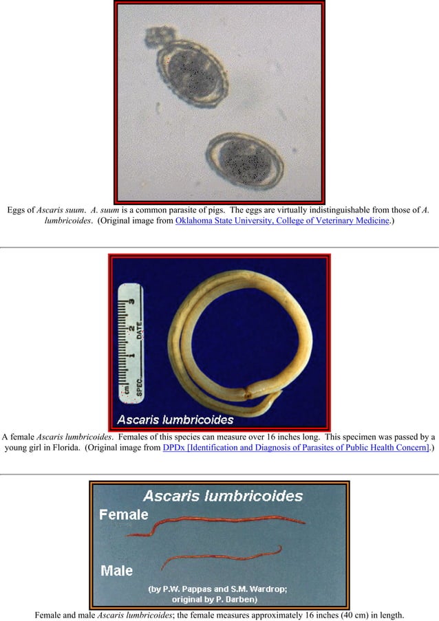 Atlas de parasitologia médica color con orientación clinica | PDF