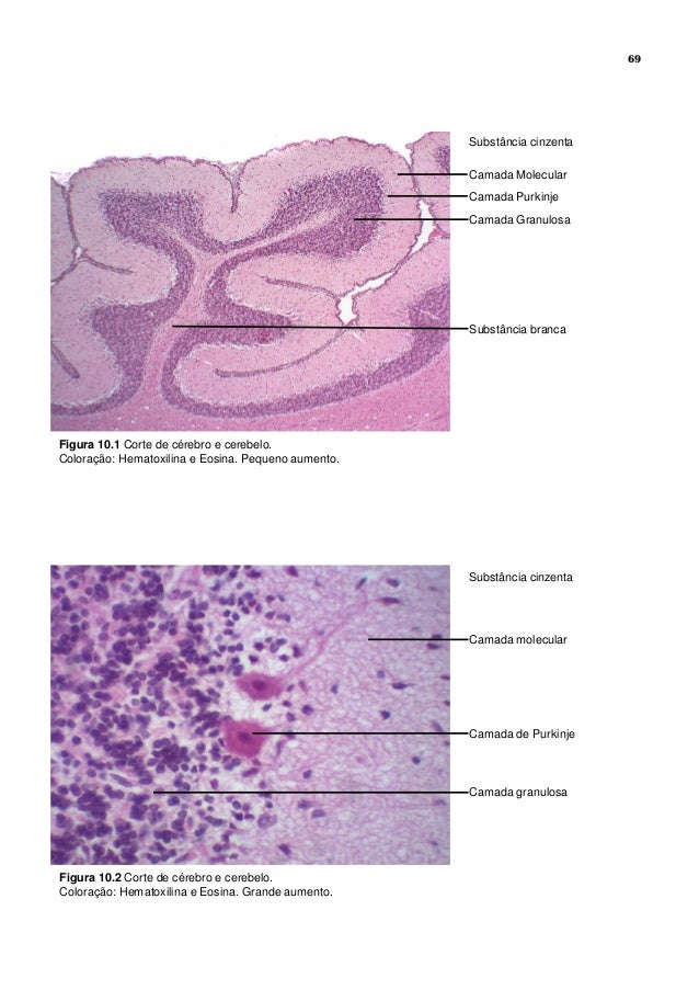 Atlas digital de histologia basica