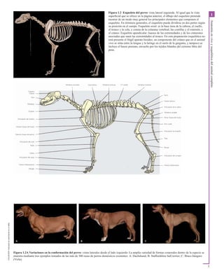 Atlas en color de anatomia veterinaria. El perro y del gato ...