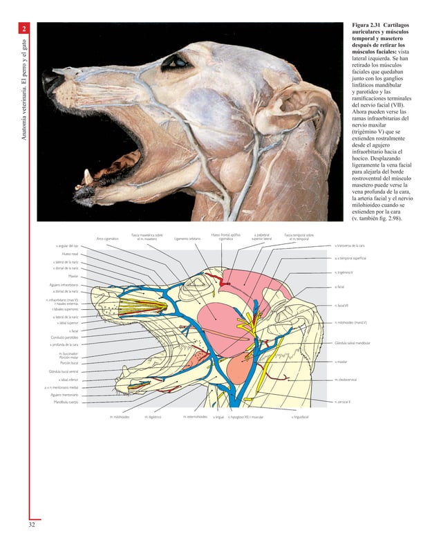Atlas en color de anatomia veterinaria. El perro y del gato ... Atlas en color de anatomia veterinaria. El perro y del gato ...