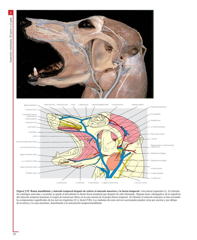 Atlas en color de anatomia veterinaria. El perro y del gato ... Atlas en color de anatomia veterinaria. El perro y del gato ...