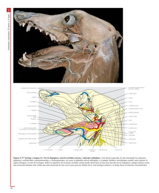 Atlas en color de anatomia veterinaria. El perro y del gato ...