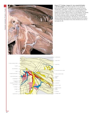 Atlas en color de anatomia veterinaria. El perro y del gato ...