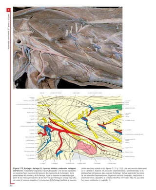 Atlas en color de anatomia veterinaria. El perro y del gato ...