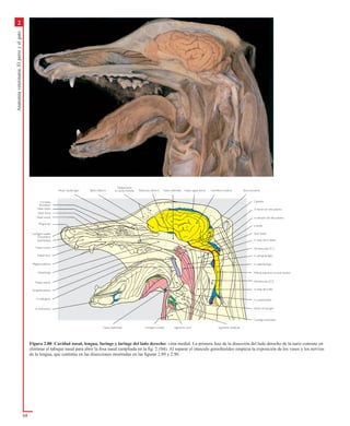 Atlas en color de anatomia veterinaria. El perro y del gato ...