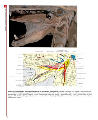 Atlas en color de anatomia veterinaria. El perro y del gato ...