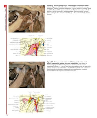 Atlas en color de anatomia veterinaria. El perro y del gato ...