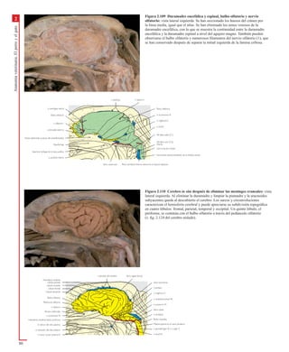 Atlas en color de anatomia veterinaria. El perro y del gato ...