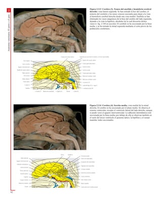 Atlas en color de anatomia veterinaria. El perro y del gato ...