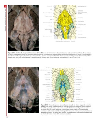 Atlas en color de anatomia veterinaria. El perro y del gato ...
