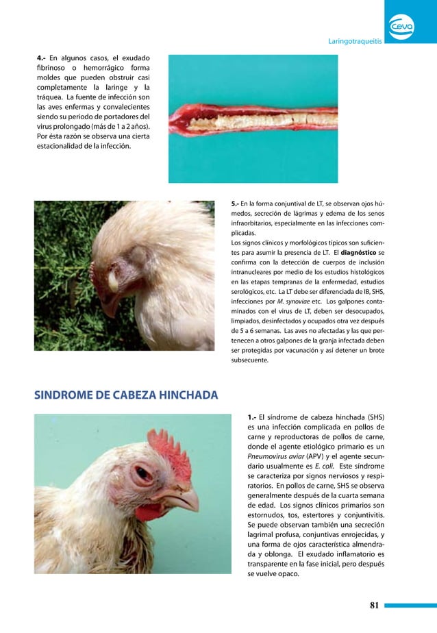 Atlas enfermedades de_las_aves