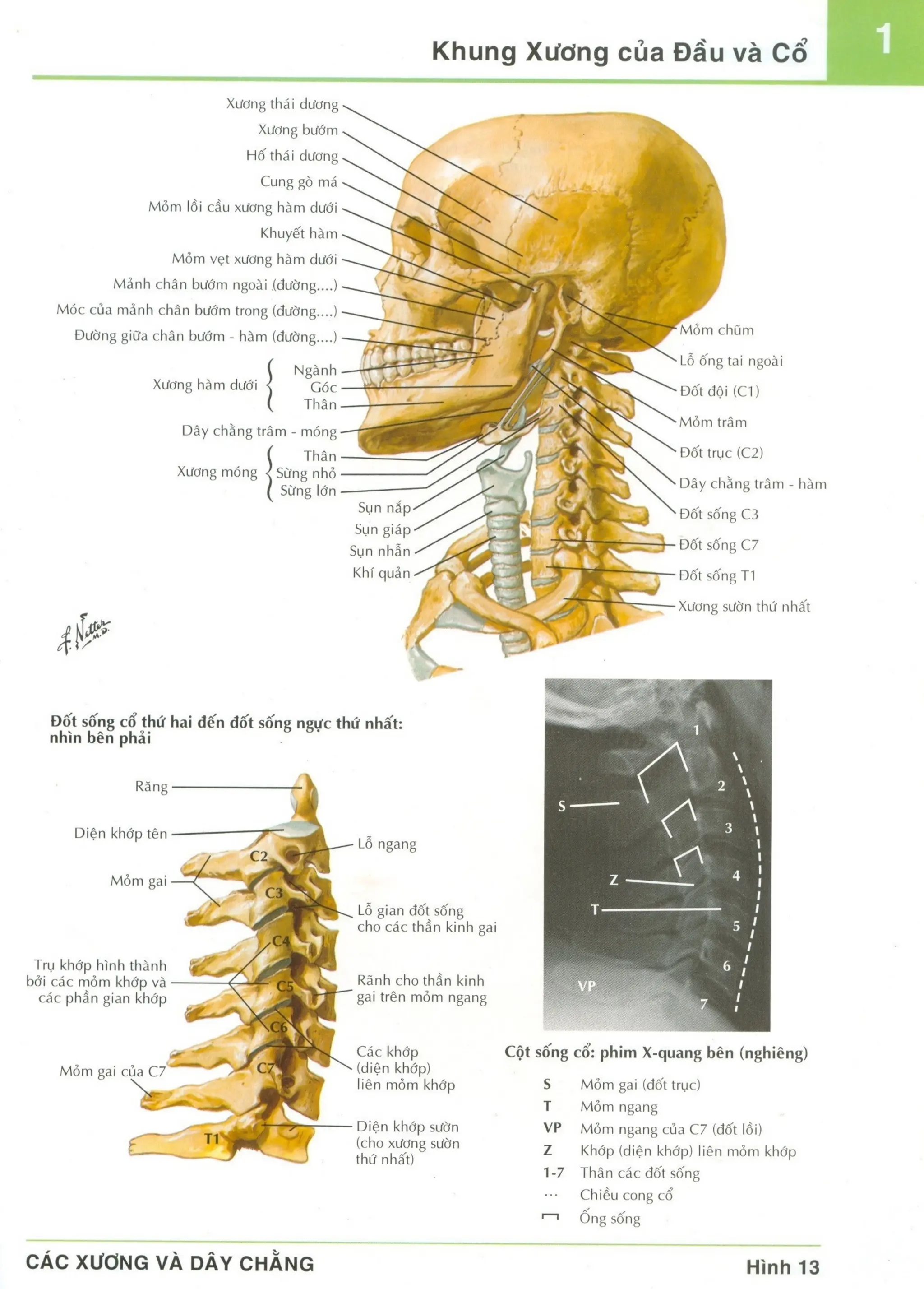Atlas Giai phau nguoi Netter Tieng Viet - Phan 01 Dau co (1-151 ...