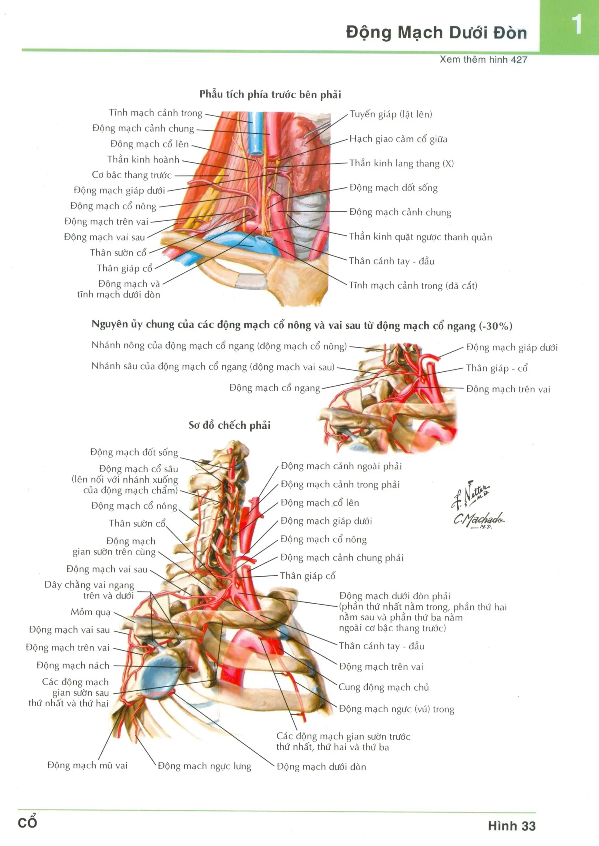Atlas Giai phau nguoi Netter Tieng Viet - Phan 01 Dau co (1-151)_hinhanhykhoa.com.pdf