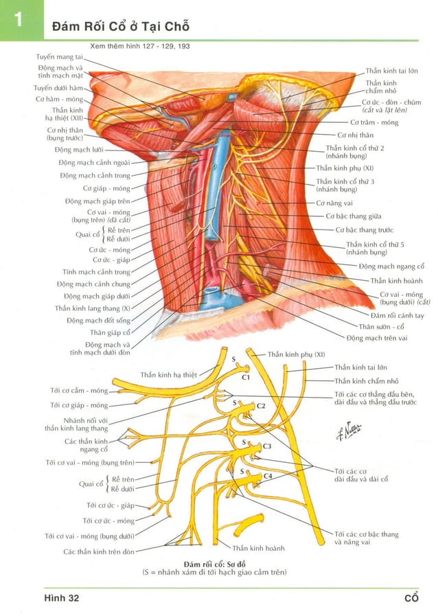Atlas Giai phau nguoi Netter Tieng Viet - Phan 01 Dau co (1-151 ...