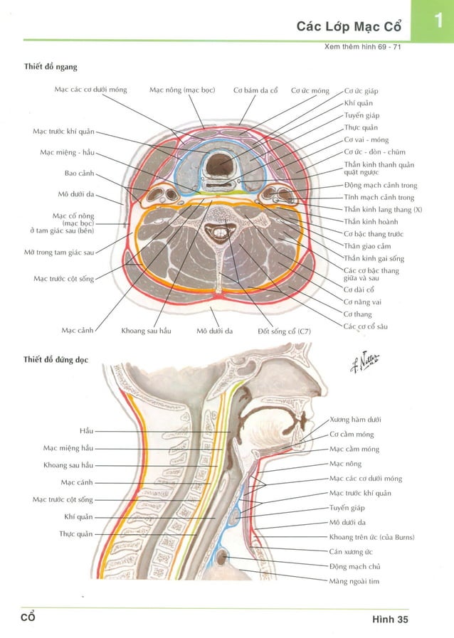 Atlas Giai phau nguoi Netter Tieng Viet - Phan 01 Dau co (1-151 ...
